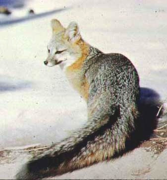 >: Fox Fur Color Changes