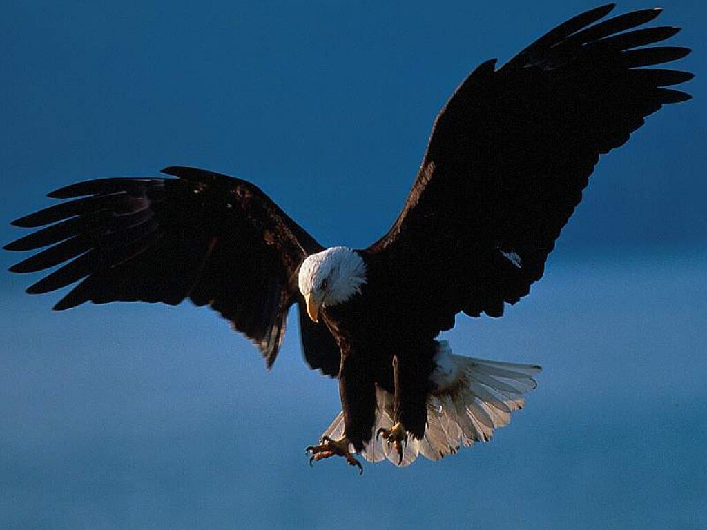 Exotic Animals: Bird Pictures : Eagle Amazing Animal