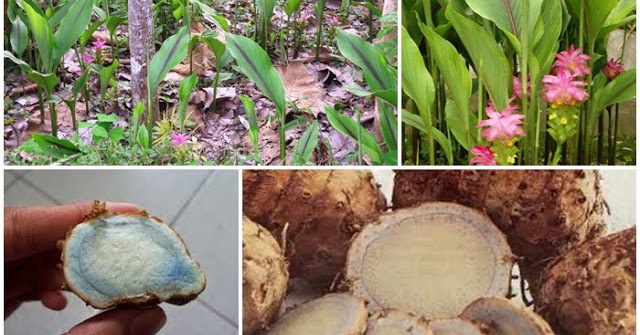 Temu hitam/ Temu Ireng (Curcuma aeruginosa Roxb) | BATUMAS PERKASA