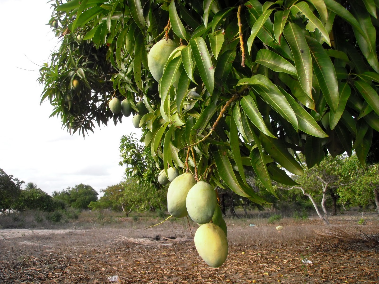 "A História é Viva": INFORMAÇÕES SOBRE O CAJU E A MANGA