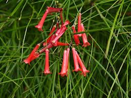 Russelia equisetiformis | Flore de l’île de la Réunion