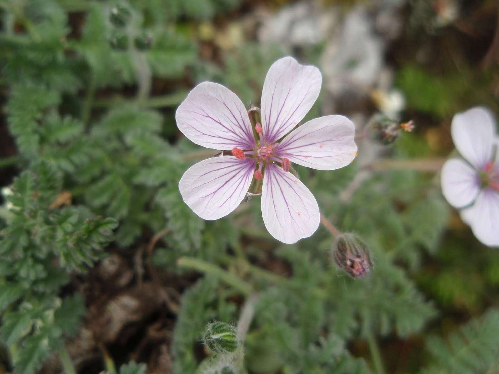 HERBARIO VIRTUAL DE BANYERES DE MARIOLA Y ALICANTE: Erodium saxatile ...