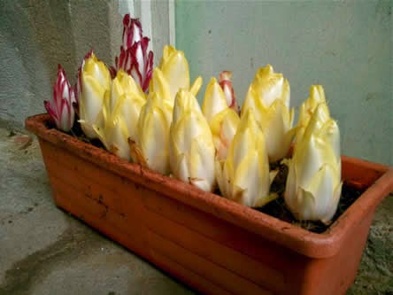 Seminte si plante de gradina hobby: Andiva-Cicoare Witloof