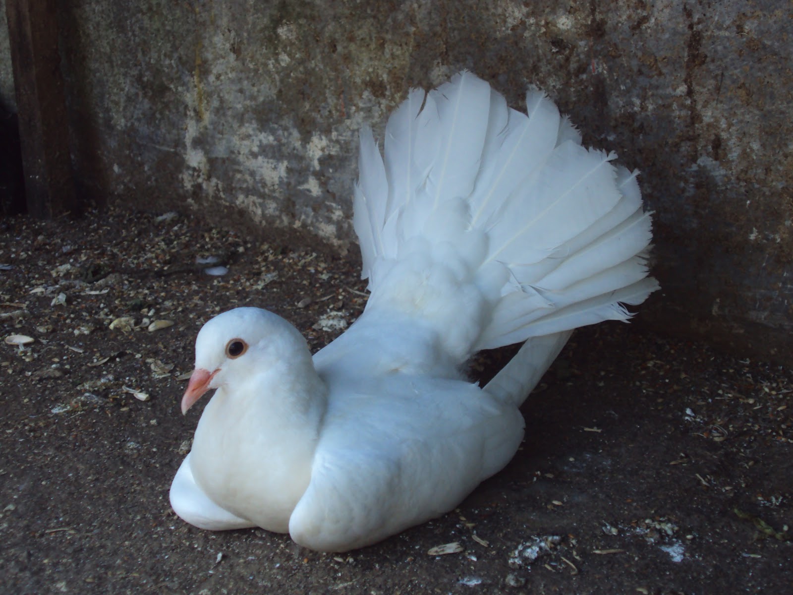 toko bagong farm: merpati kipas blorok