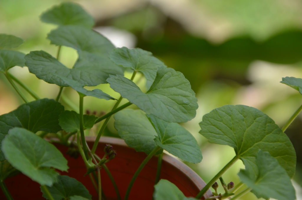Ulam Pegaga dalam pasu - Design Kebun