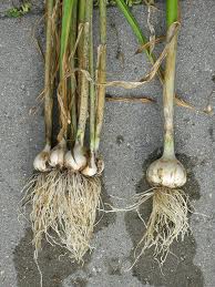 Rahsia Tanaman : Bawang Putih (Allium sativum)