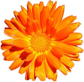 Marigold(Galgoto Flower's Photos Download