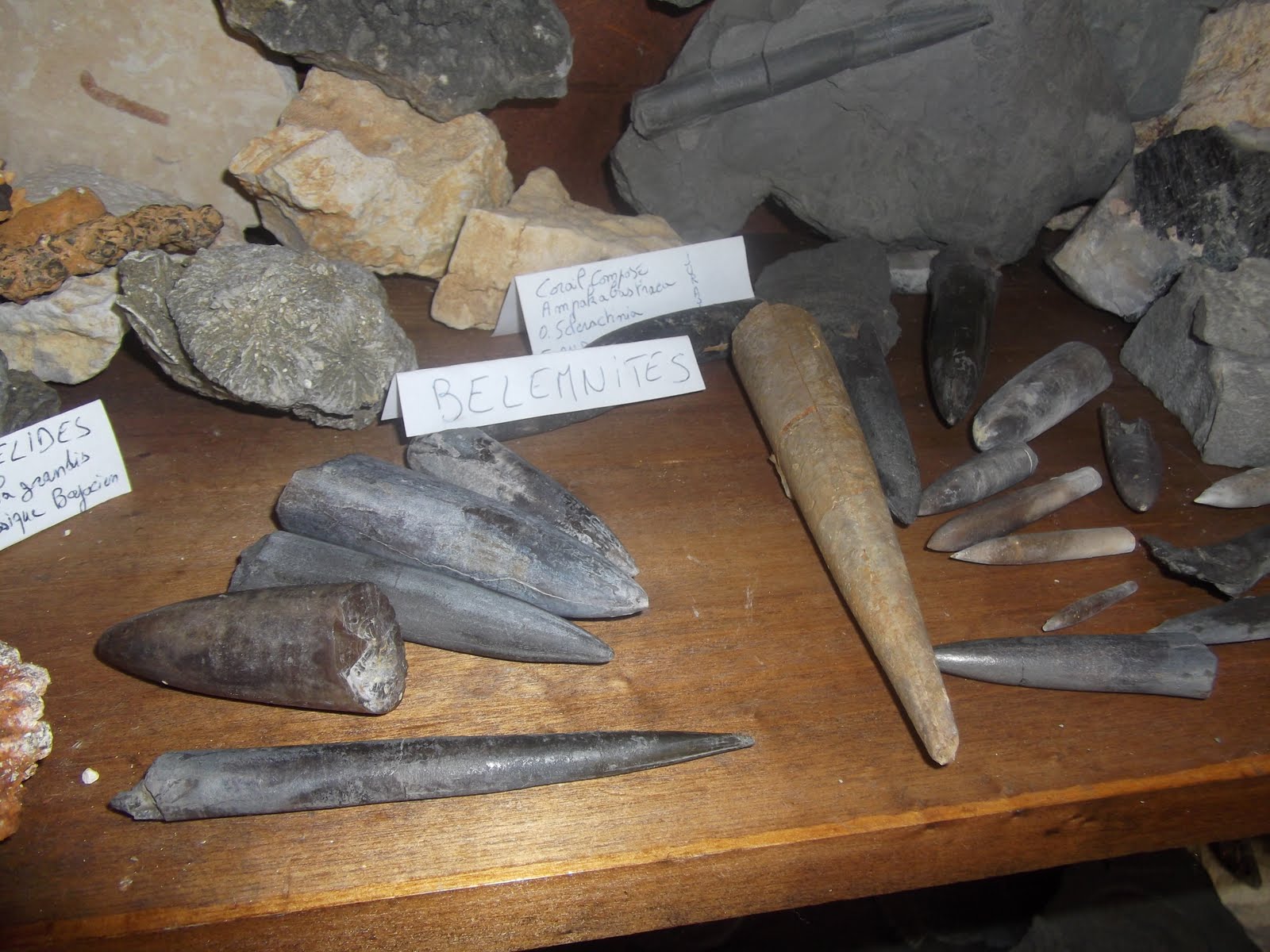 Fossiles de Lorraine et alentours: Bélemnites