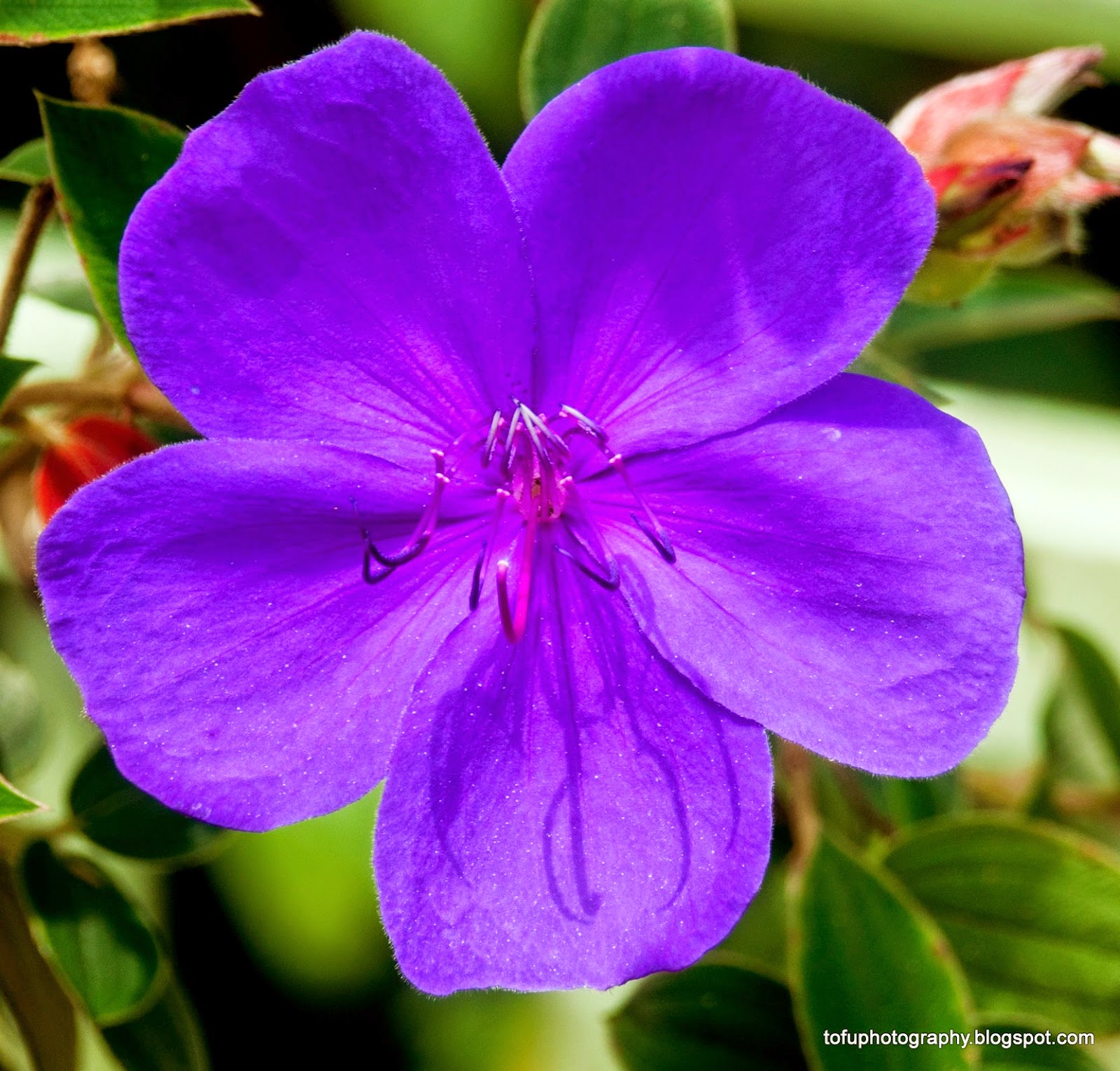 Tofu Photography: Purple flower at Penang Hill, Penang, Malaysia