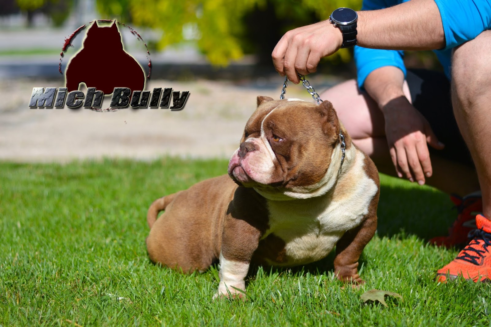Cria y Seleccion del American Bully: Machos