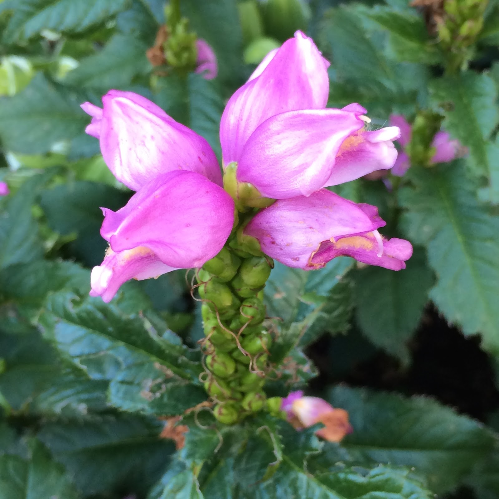 VISUAL SAINT PAUL: Hot Lips Turtlehead