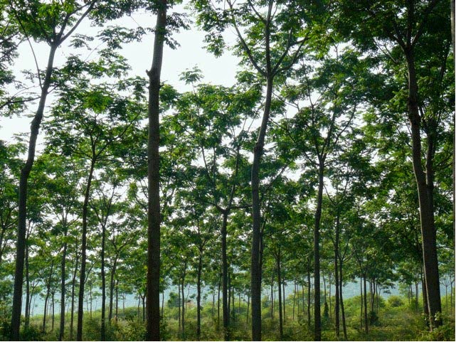 tech2agro: Plantation of Melia Dubia Trees