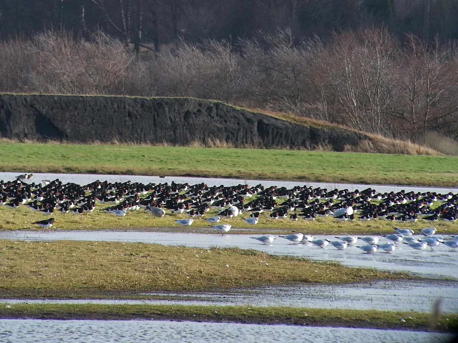 Leo du Feu - Landscape, Art, Nature, Birds: Scotland by Rail ...