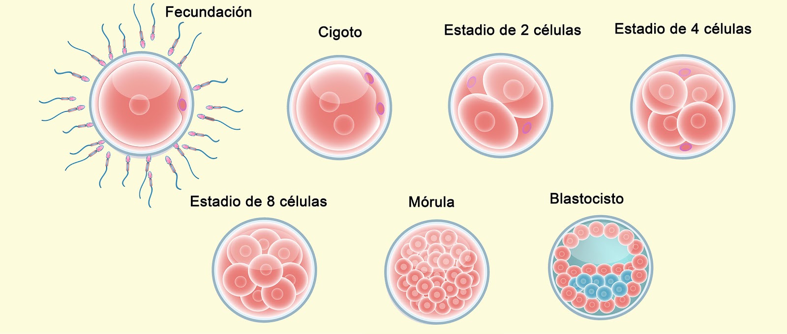 Embriones y Espermatozoides de Conejo 2