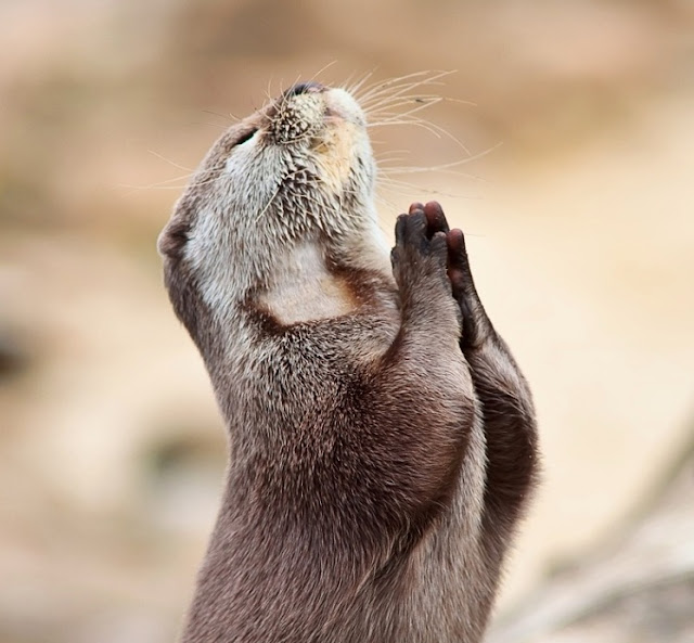Happy Blogging * / * / * / *: Do Animals pray ?
