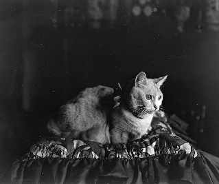 The Dusty Victorian: Victorian Cats