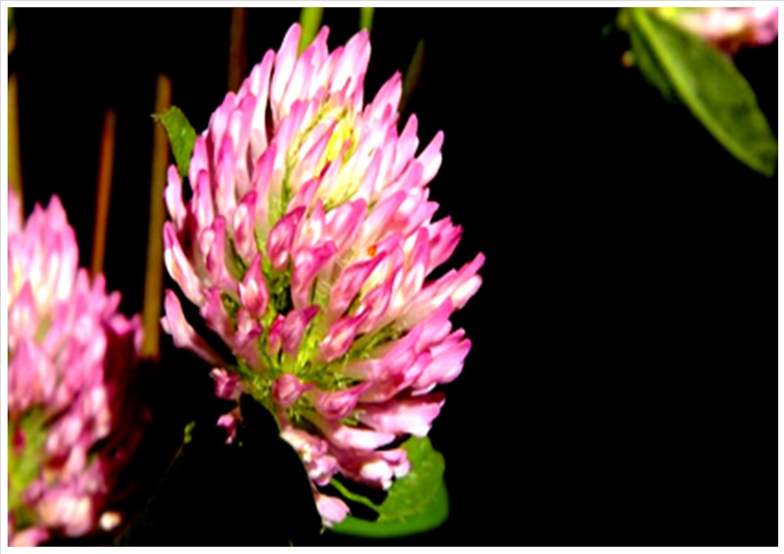 Gambar Aneka Bunga dan Keterangannya