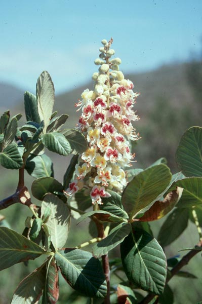 Flora de Baja California: Galeria
