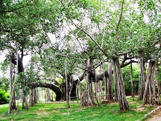 TAMIL G NEWS ( தமிழ் ): அடையாறு ஆலமரம் adayaru aalamaram