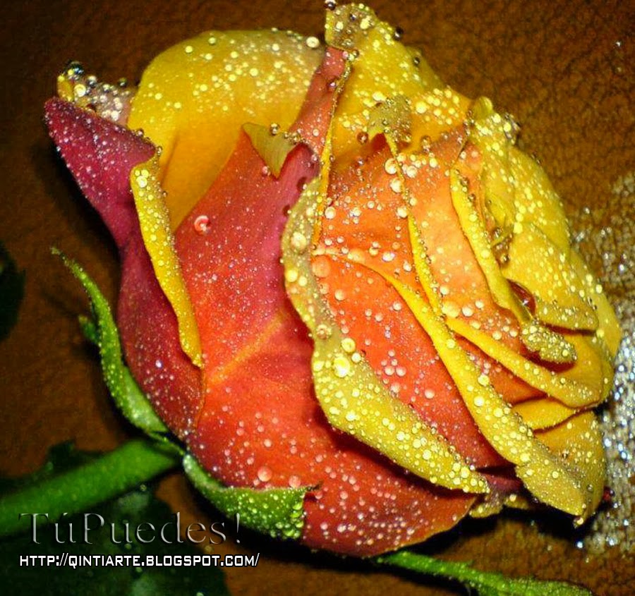 ¿QUE ES UNA ROSA? ~ Fundación Q´inti