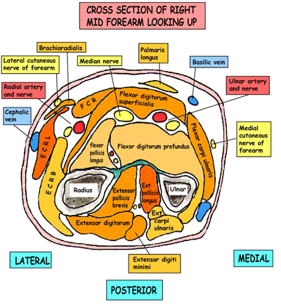 موقع الدكتور أحمد كلحى: صور تشريح Anatomy of the Upper Limb : Cubital ...