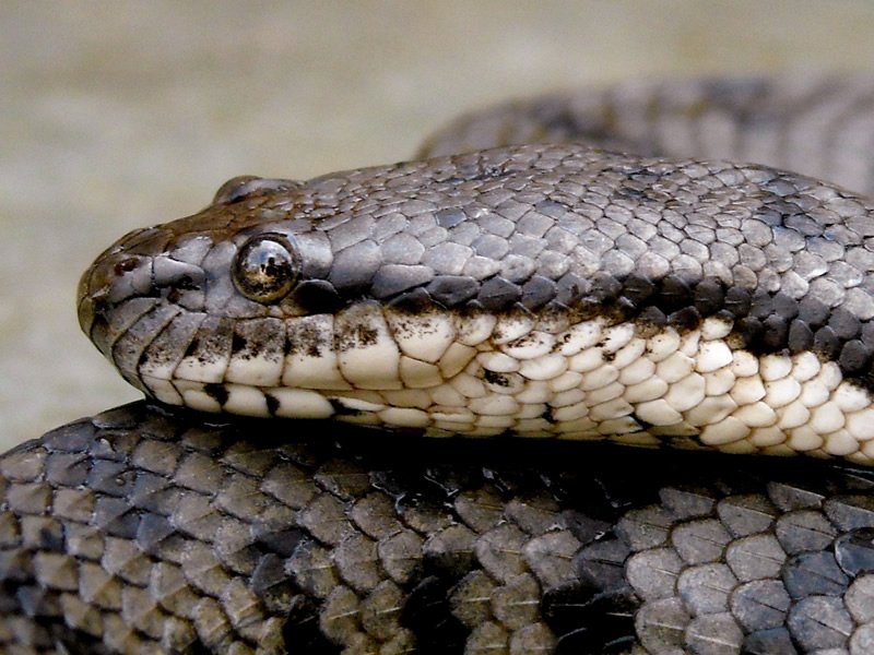 Reptile Research and Conservation Trust Of India: 30 Species Of Indian ...