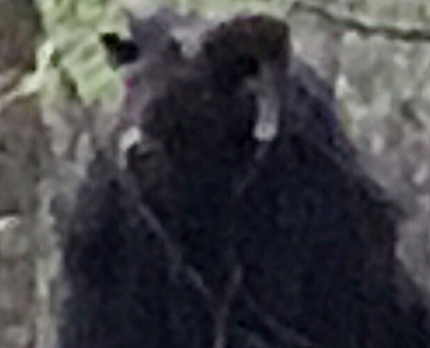 New Photos of Maryland Goatman? (Update 2) ~ The Crypto Crew