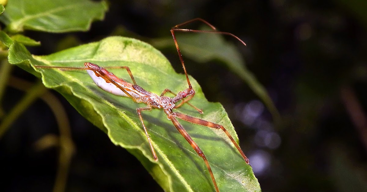Insects Of Kerala: Insects Of Kerala