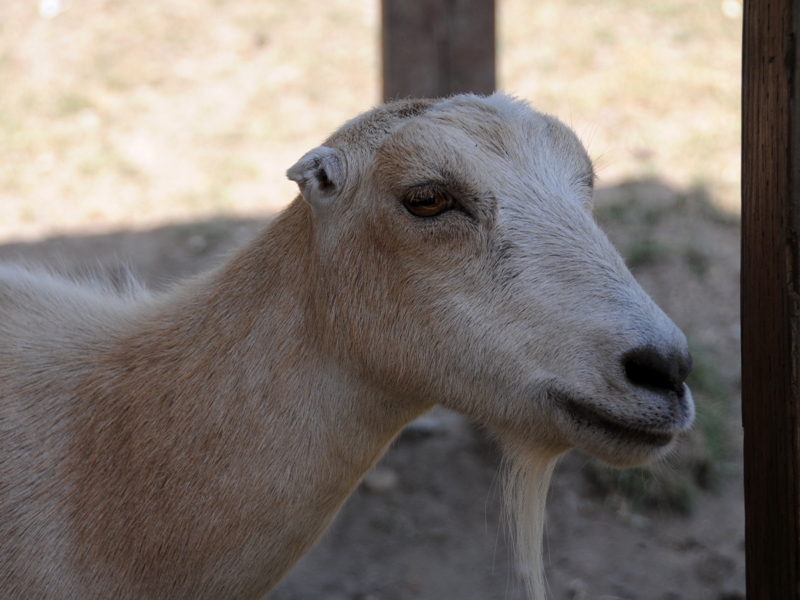 The Grumpy Goat: 2012