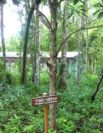 Forest Dweller: Field Trip to Matang Mangroves and Segari Melintang ...