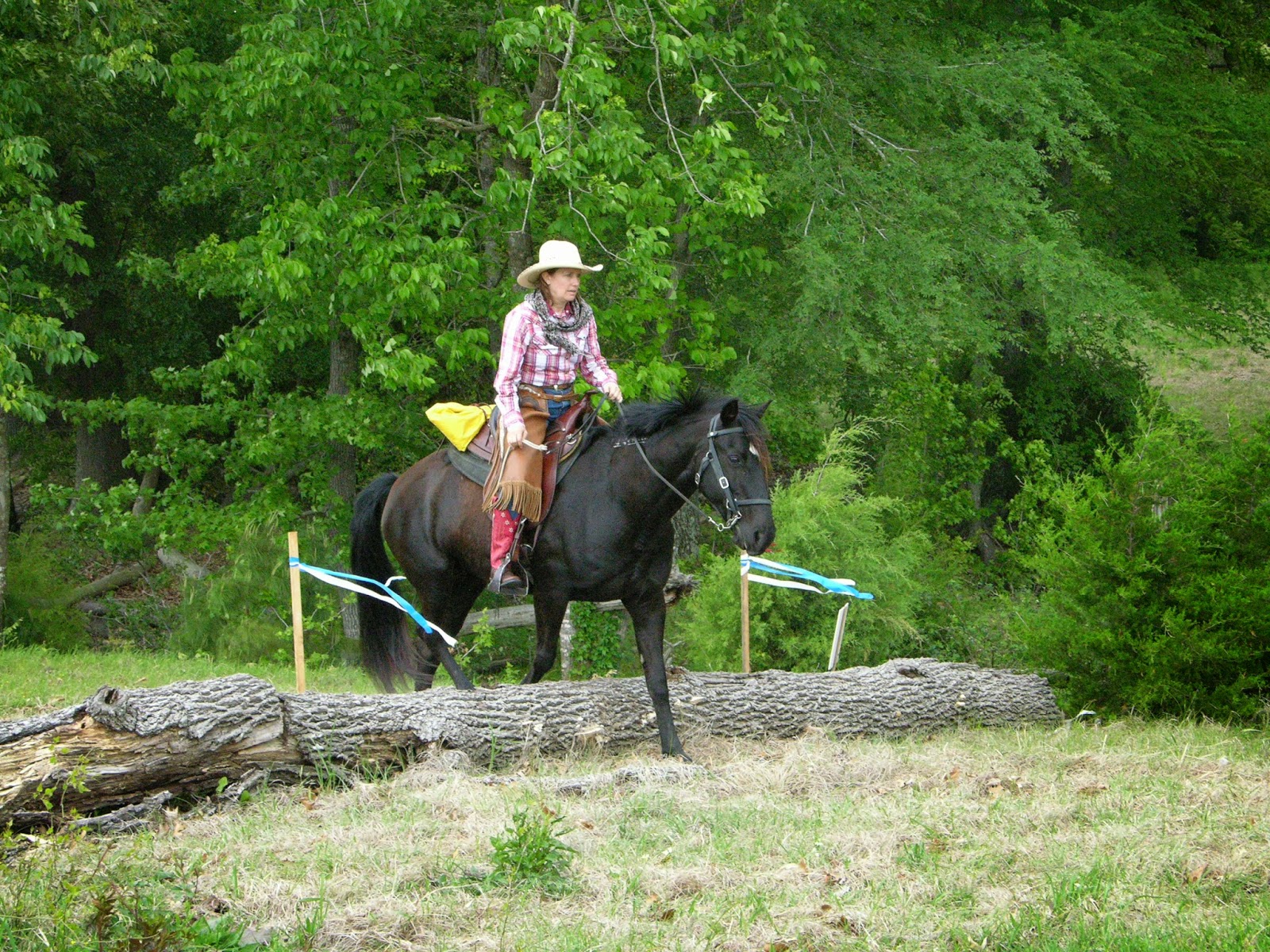 American Competitive Trail Horse Association: This is My Trailhorse ...