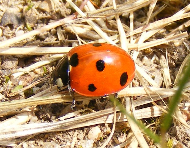 Les rêveries d'Hildegarde: Développement de la coccinelle européenne