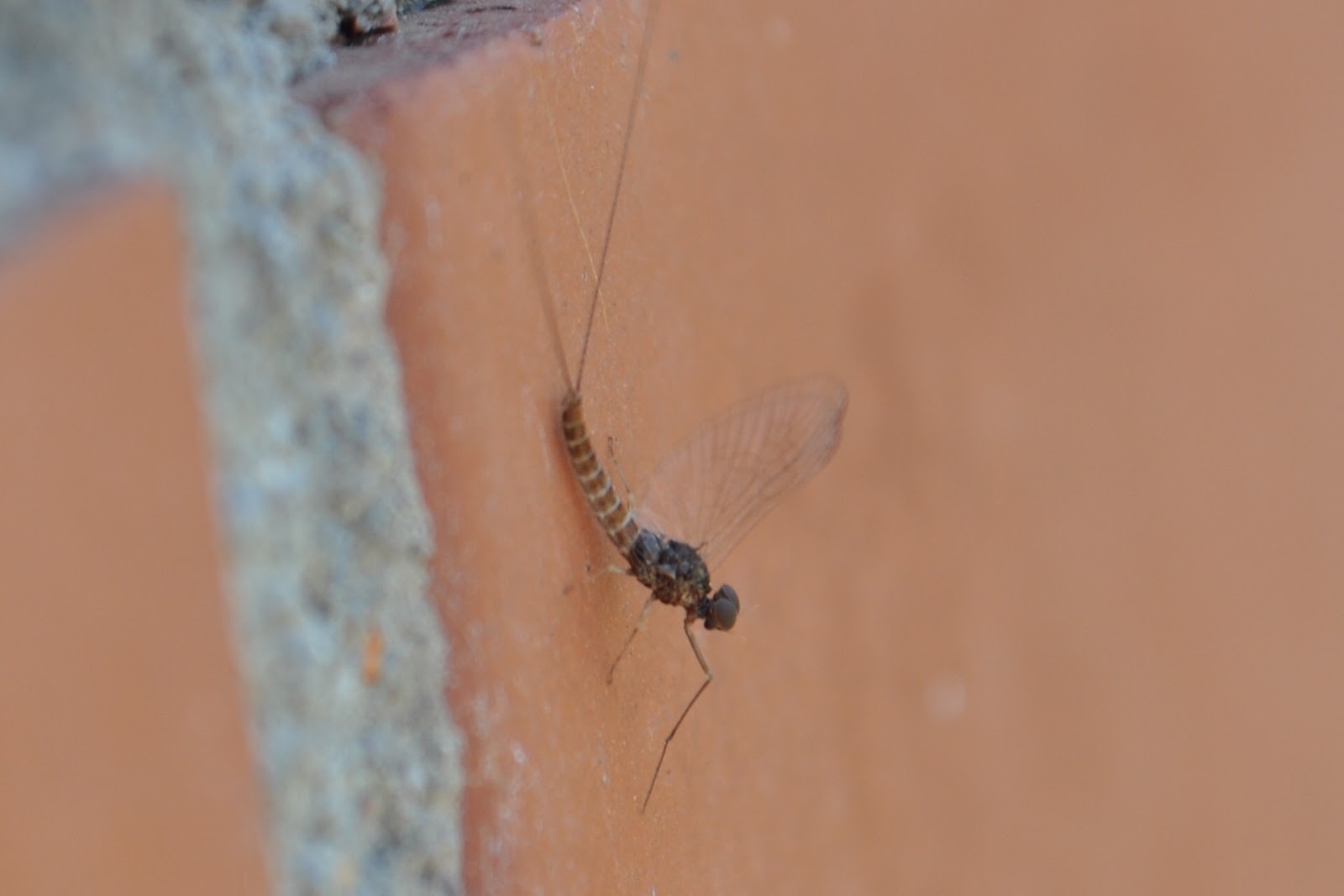 ZOOTOGRAFIANDO (6.100 ANIMALS): MOSCA DE MAYO O EFÍMERA DE OJOS DE ...