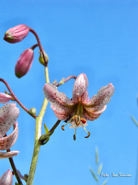 De vorba cu mine însumi: Crinul de padure