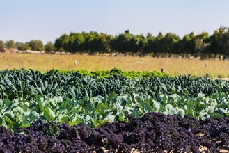 Ladies who do lunch in Kuwait: Farms of Abdally - Sadeer Farm