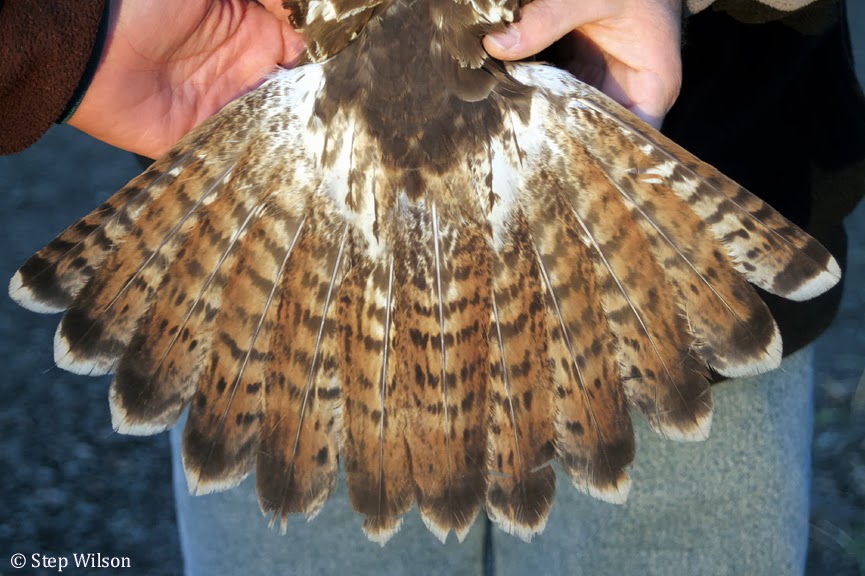 Raptor Identification and Photography: Juvenile Harlan's Tails