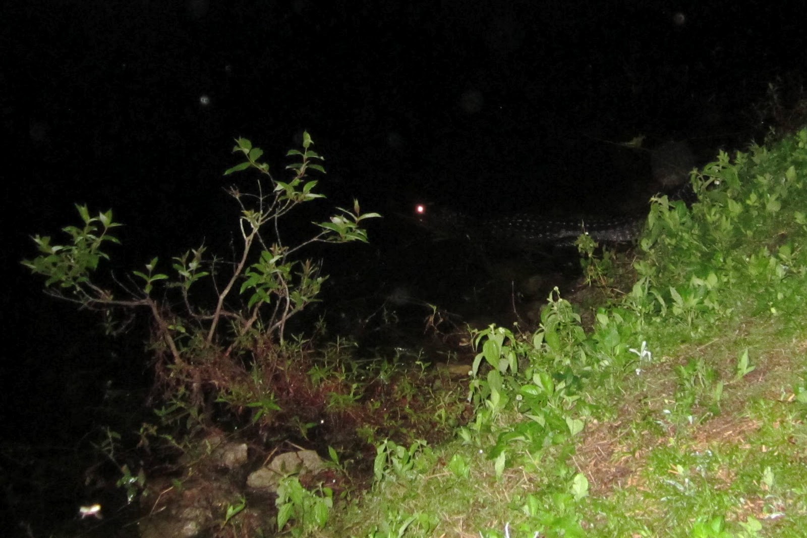 Rebel PuritAn: Everglades' Top Predator