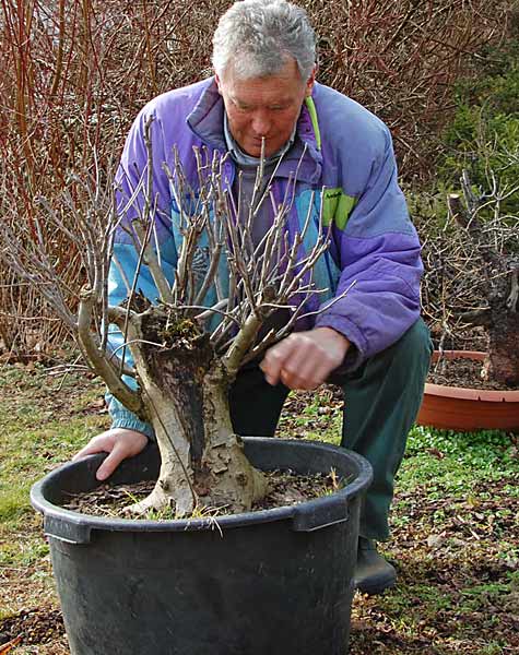 Walter Pall Bonsai Adventures: Rowan #1