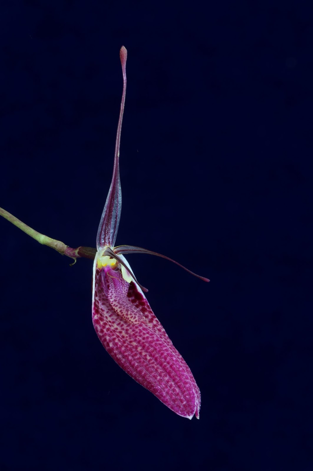 Orchids in Bloom: Restrepia sanguinea 'Walter'