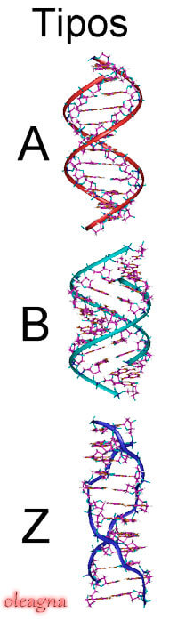 TODO SOBRE EL ADN (PARTE I) | Un Mundo Lleno de conocimientos