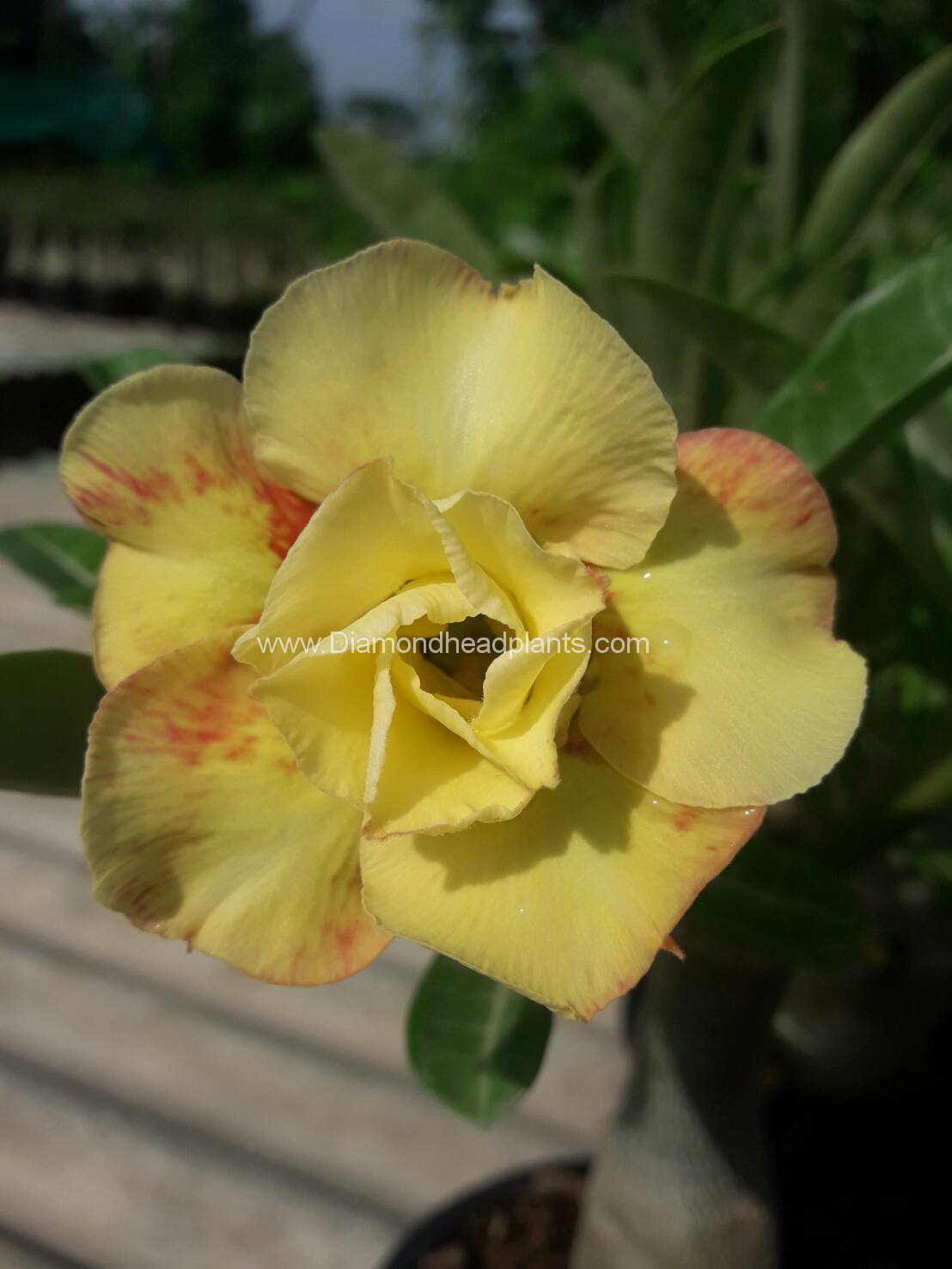 Adenium: New Adenium Catalog 2018-2019