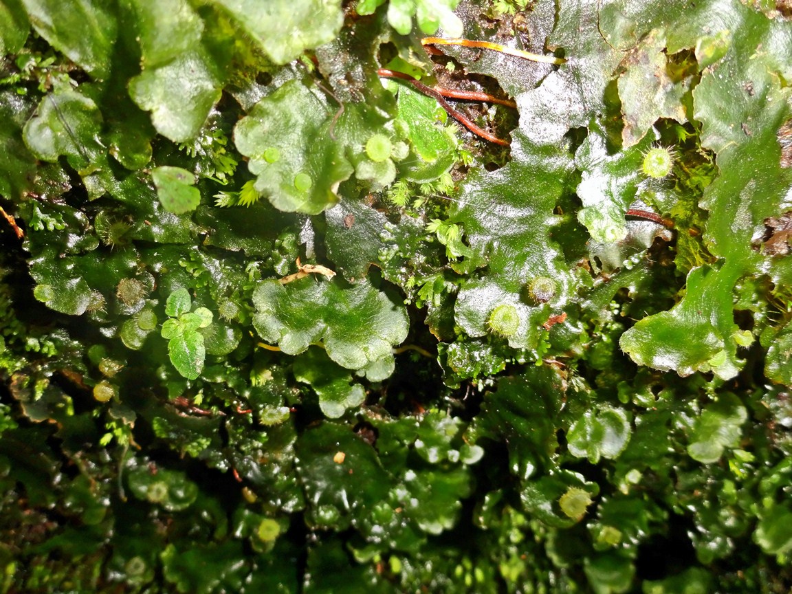 Bryologia Zeylanica: Bryophyte of the week