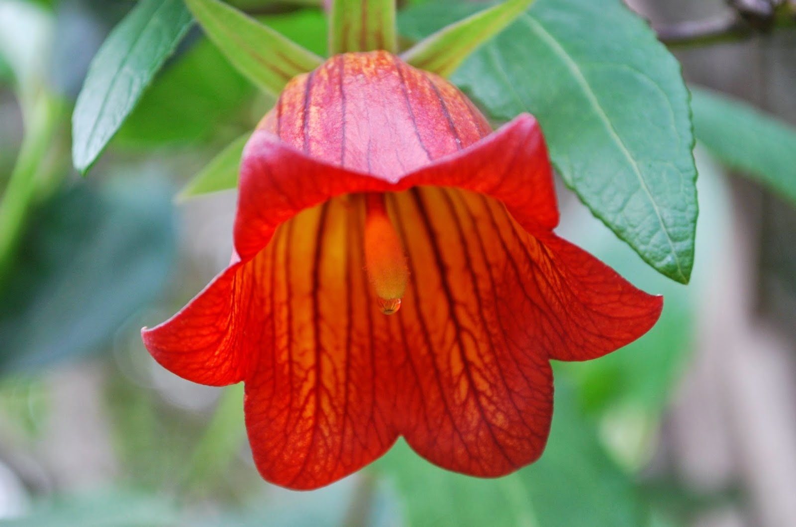 El secreto de la bicacarera