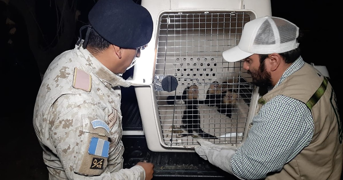 Capturan a mexicanos por llevar 13 monos arañas y 3 tucanes | laPrensa ...