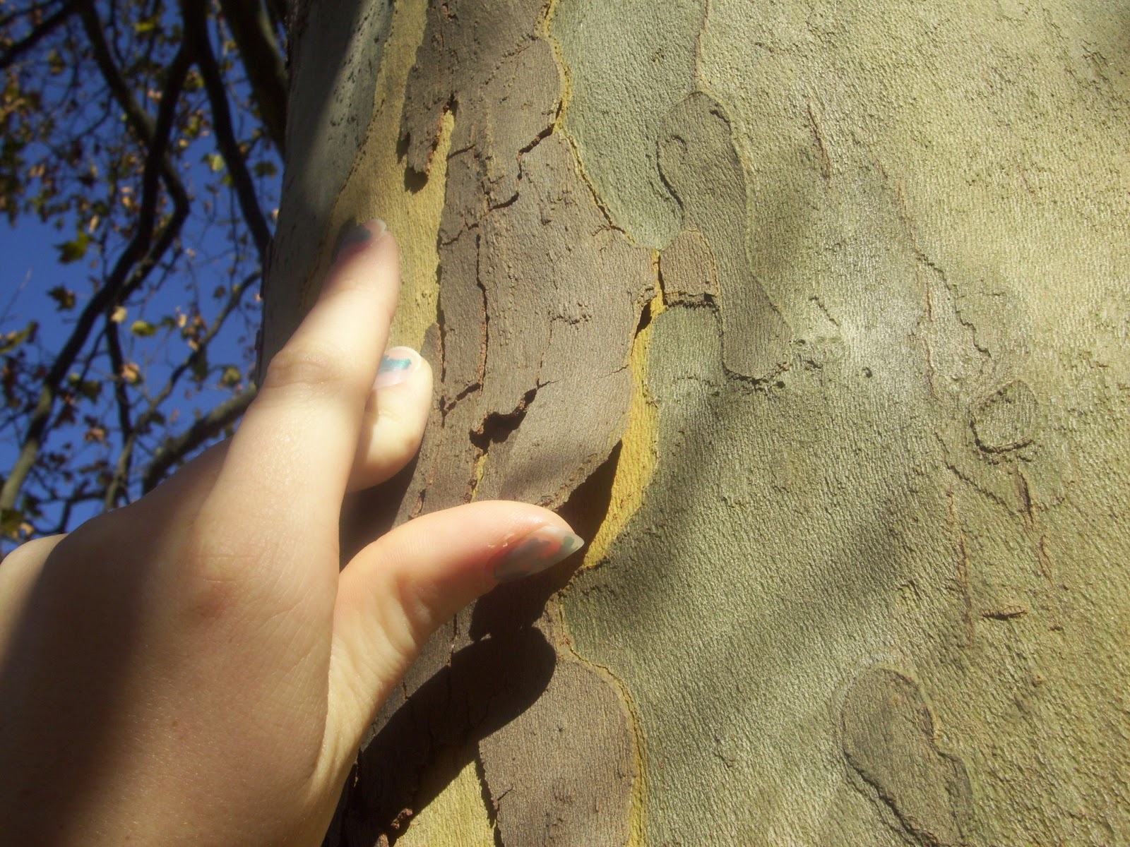 Virginia Tree Blog: 1: American Sycamore