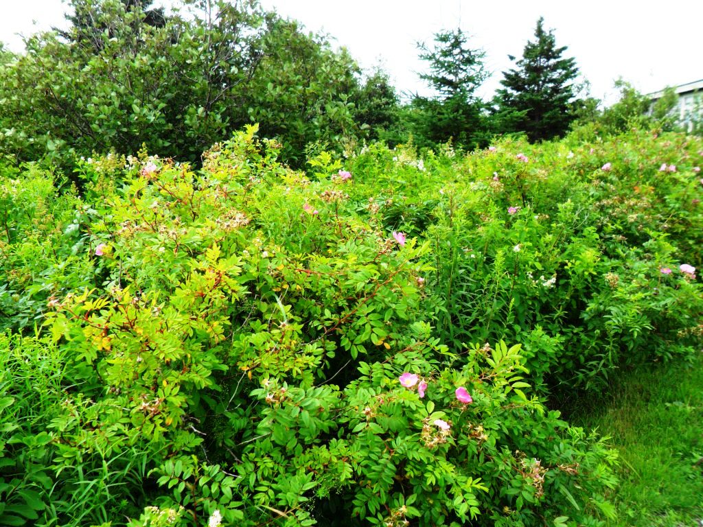 Travel New Brunswick by Motorcycle: Day 33, another glorious day in New ...