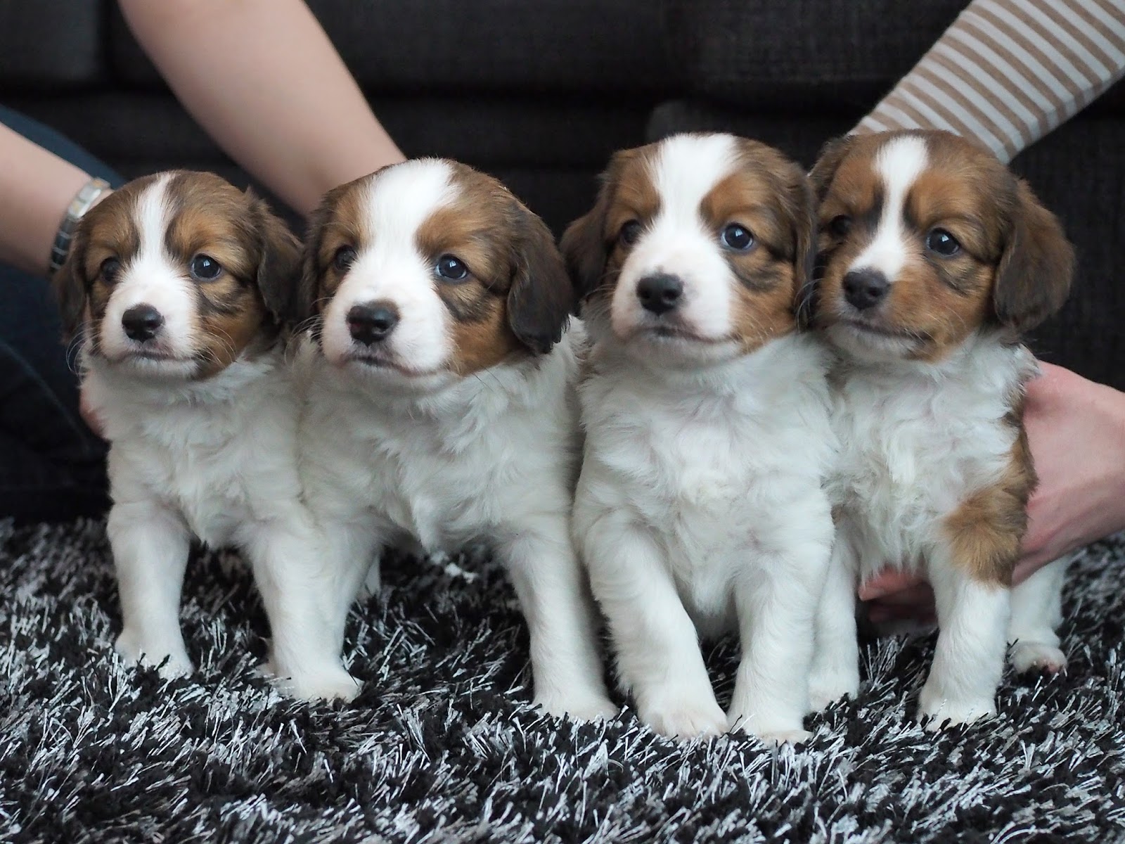 Kennel Oorbellen: Pennut
