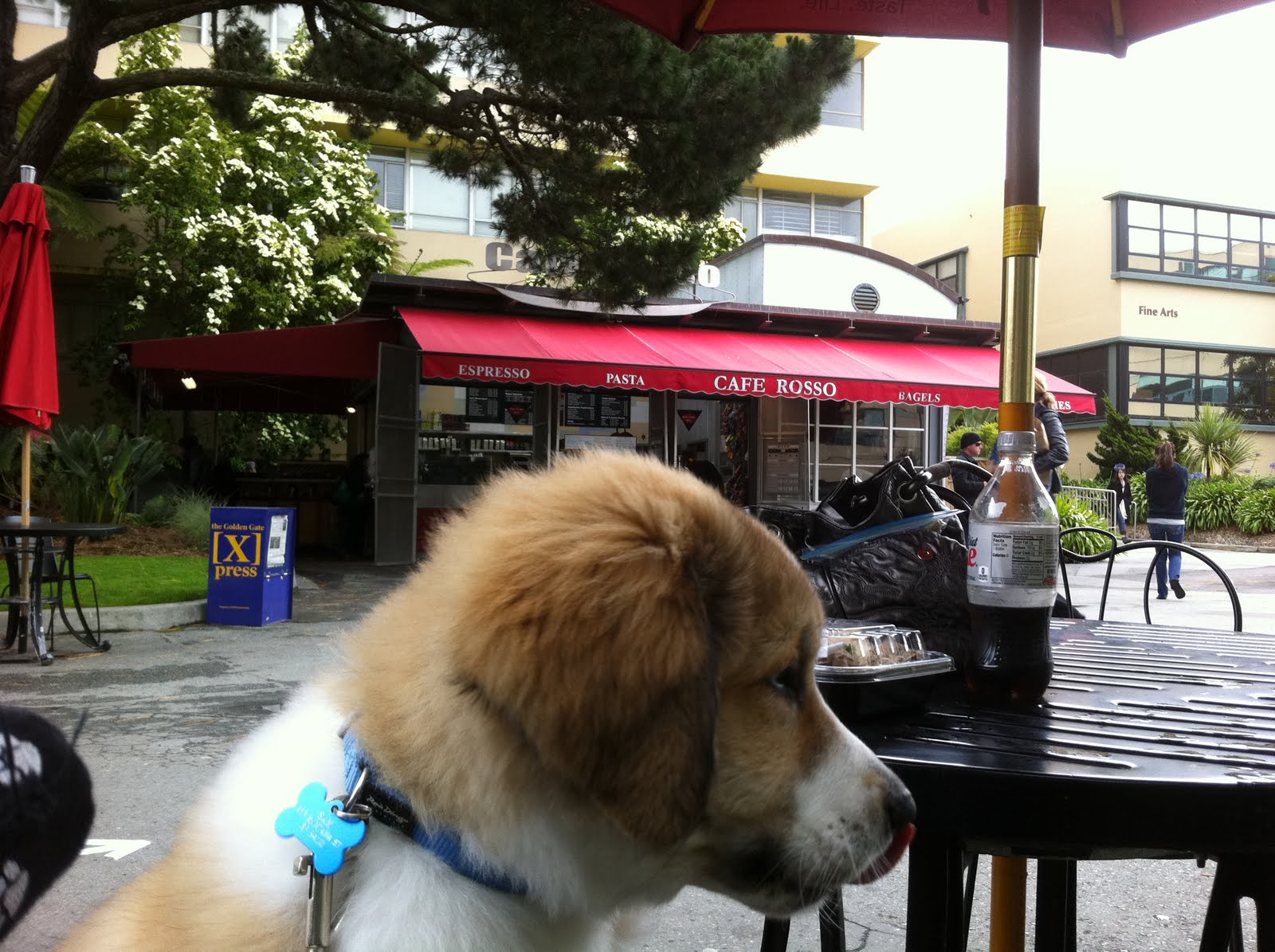 A Swissneese in San Francisco