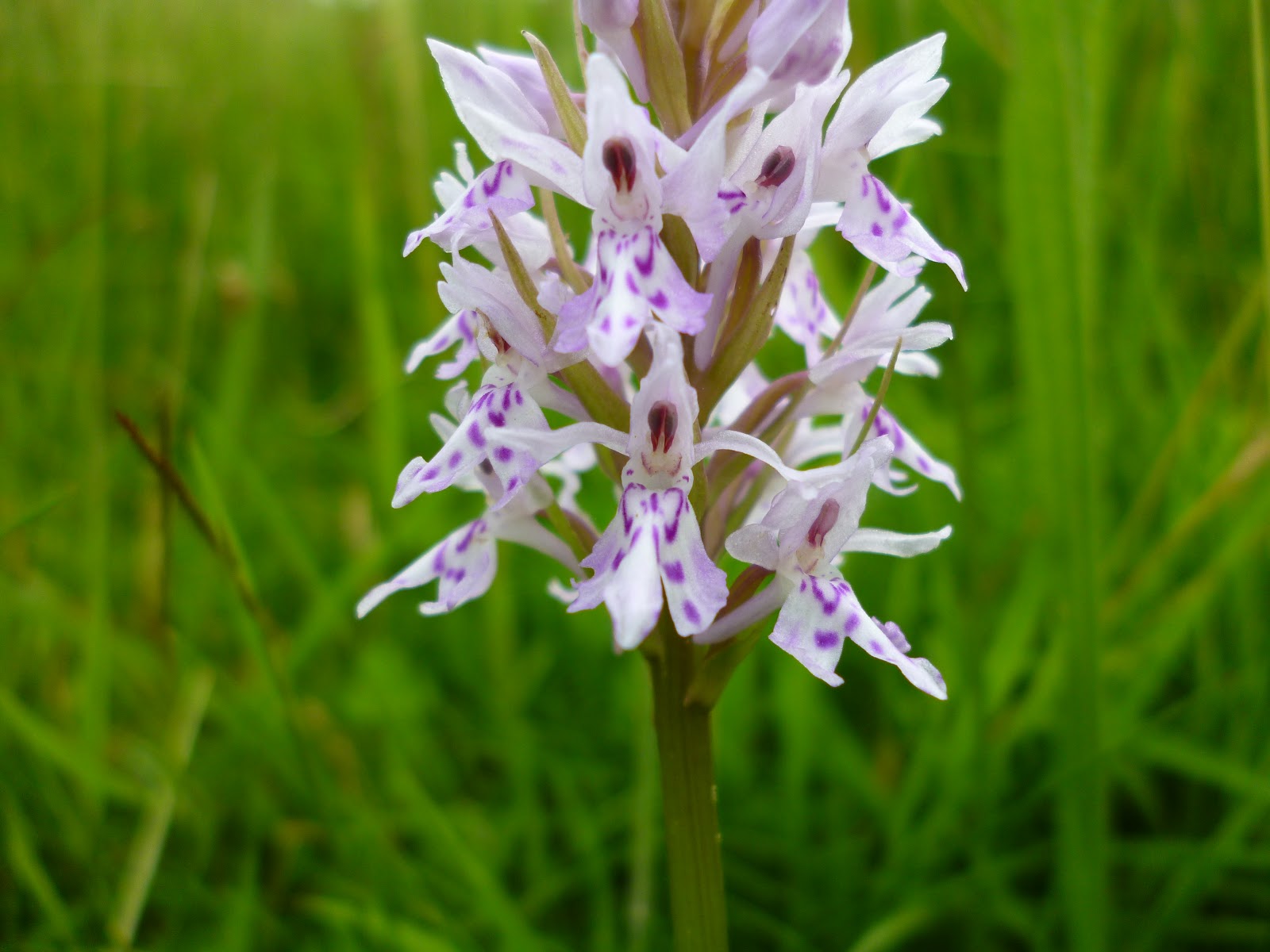 Botanical Interest.: English Orchids