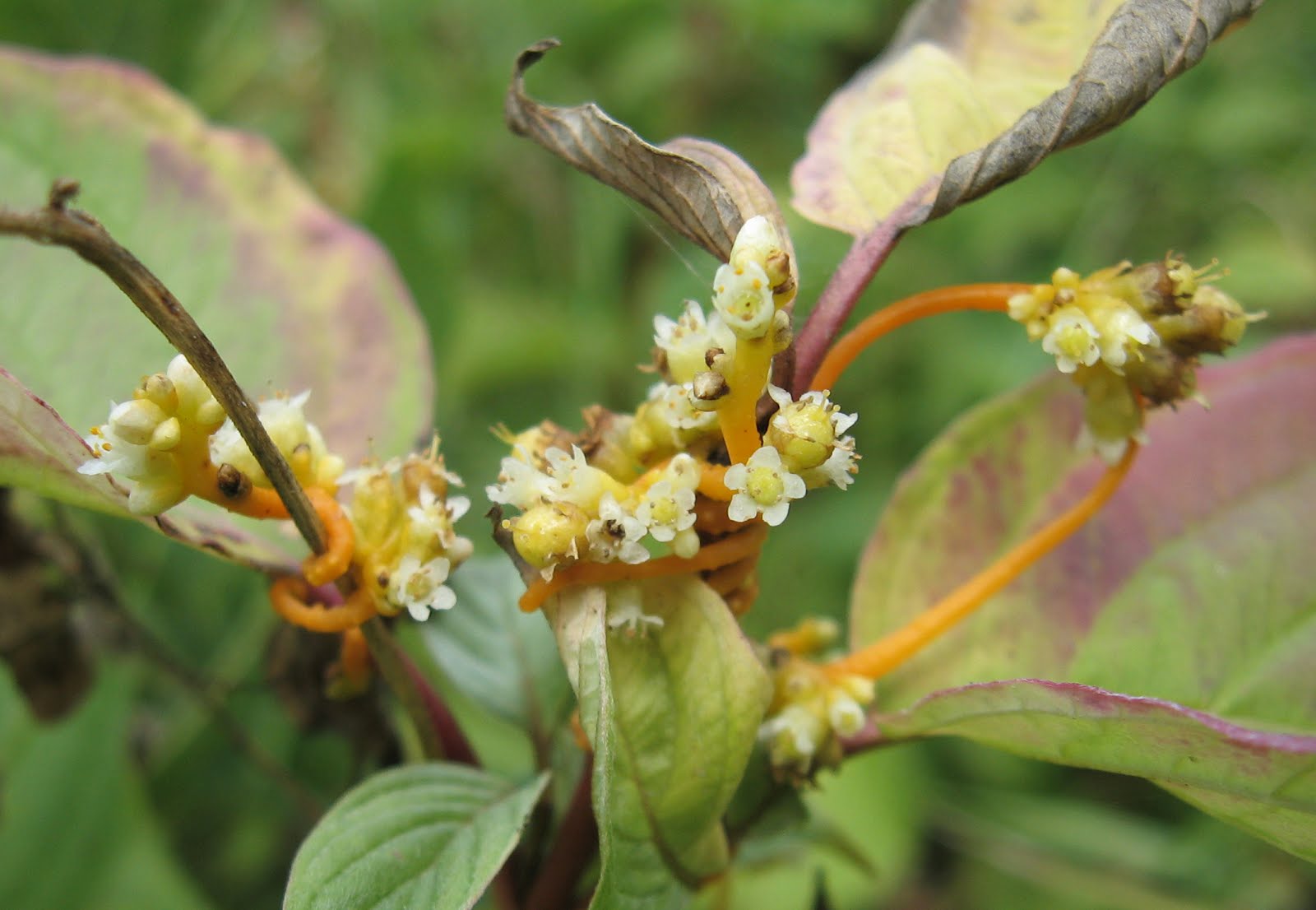 Tangled Web: A Tangled Web of Golden Threads